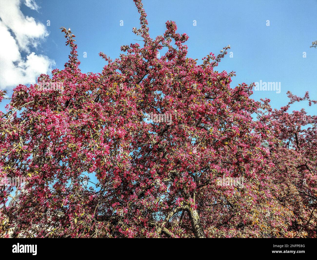Japanese flowering Crabapple in the spring - Romania Stock Photo - Alamy