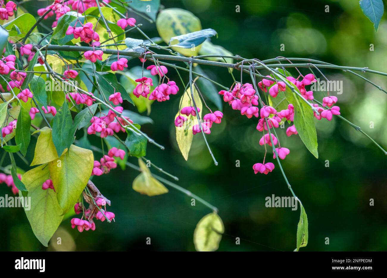 European spindle (Euonymus europaeus Stock Photo - Alamy