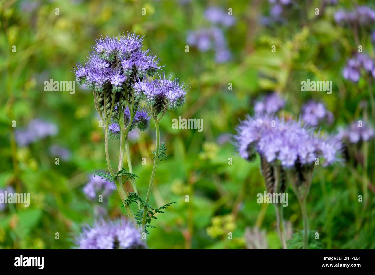 Scorpion weed hi-res stock photography and images - Alamy