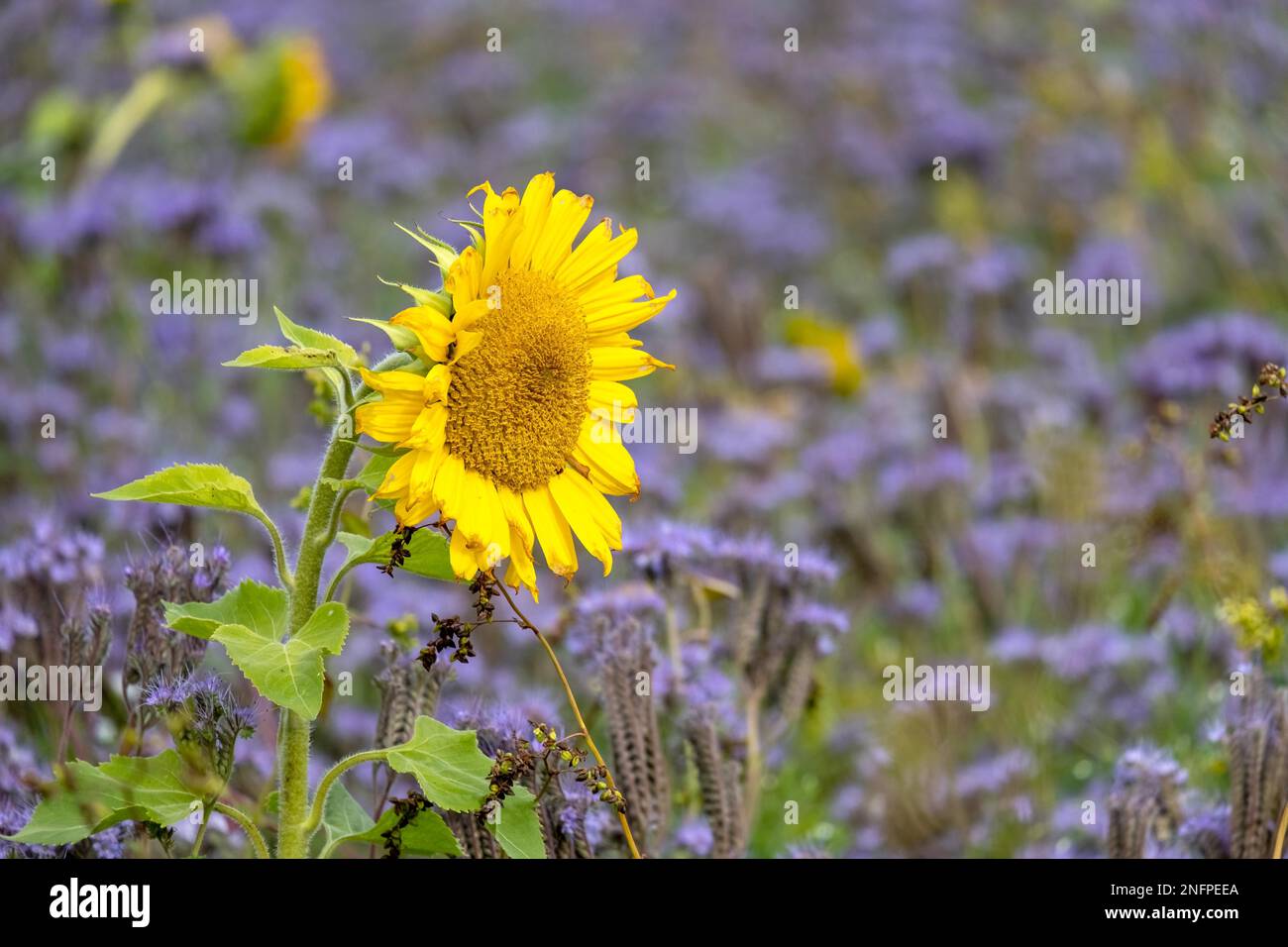 Sunflower and scorpion-weed (Phacelia Stock Photo - Alamy