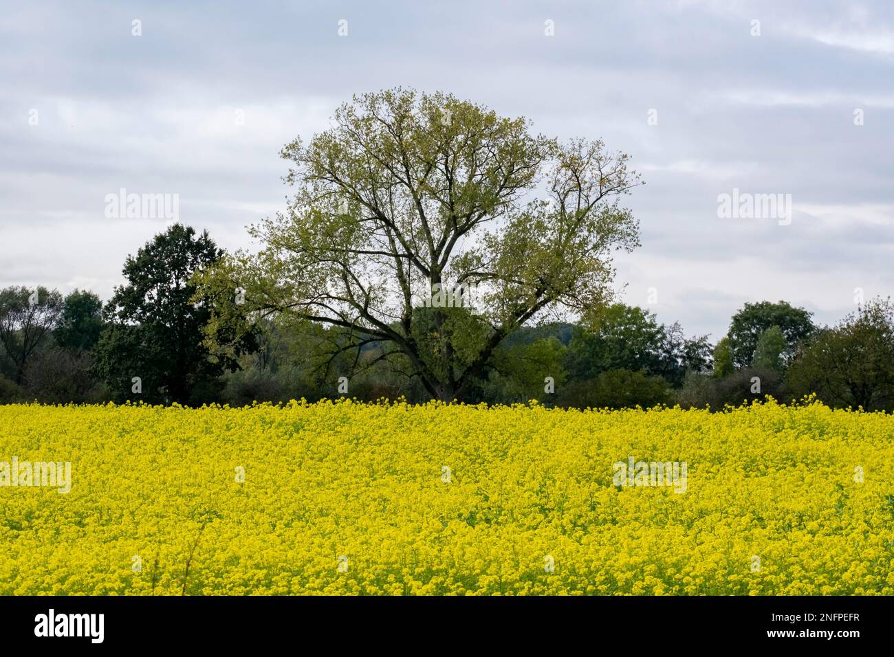 White mustard (Sinapis alba Stock Photo - Alamy