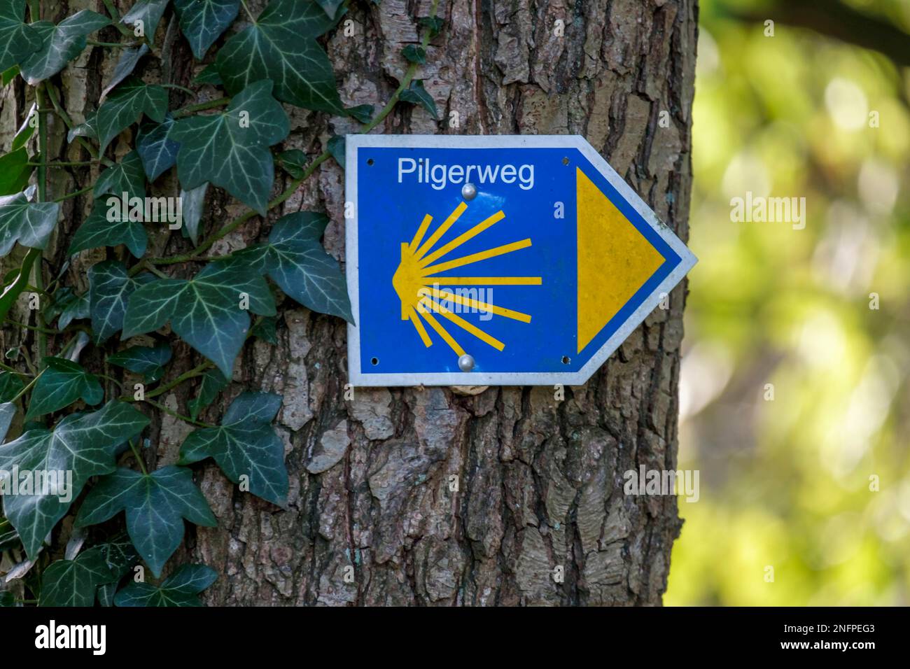 Scallop shell as a sign for the pilgrimage route, Way of St. James to ...
