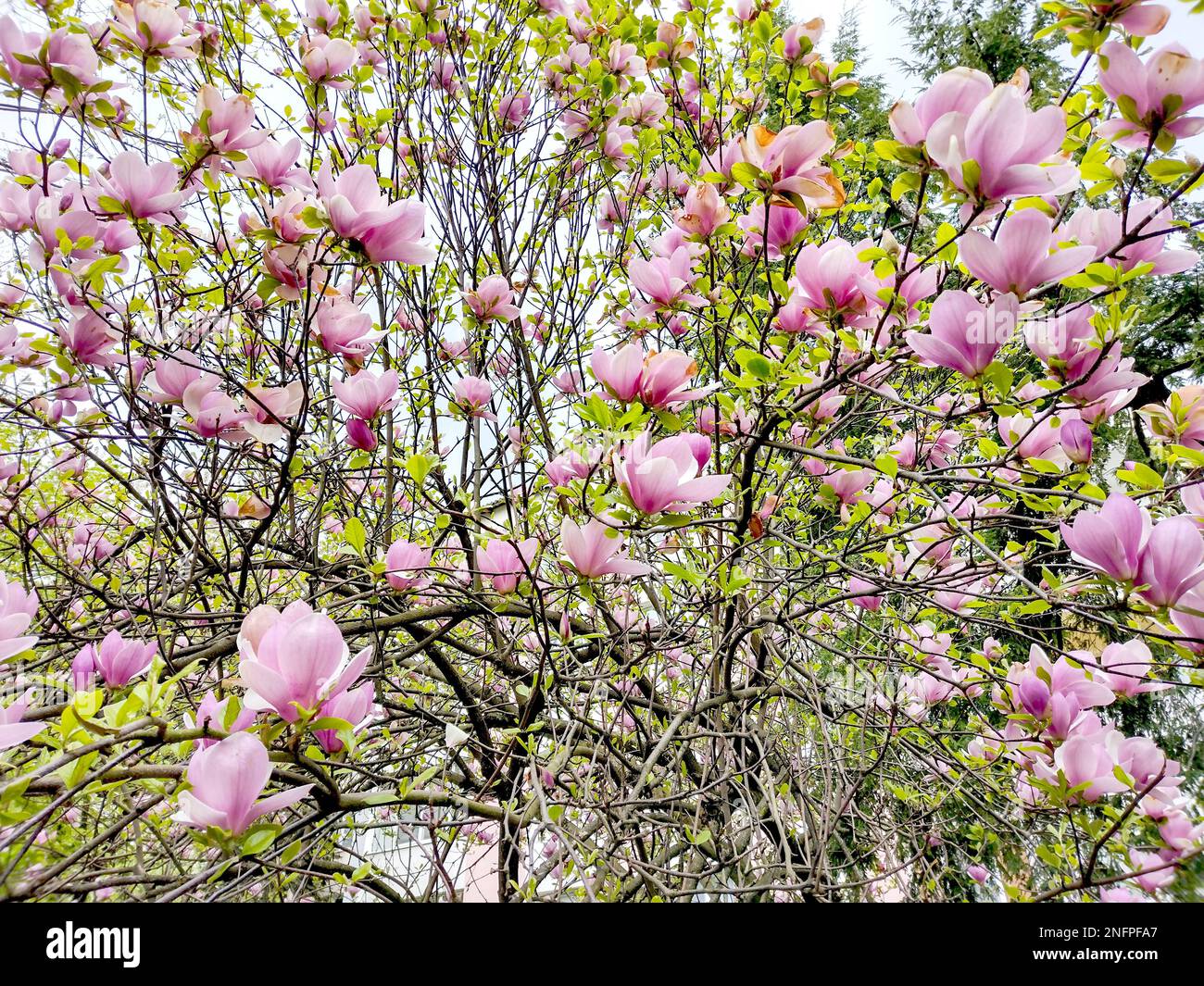Magnolia tree in the spring - Romania Stock Photo - Alamy