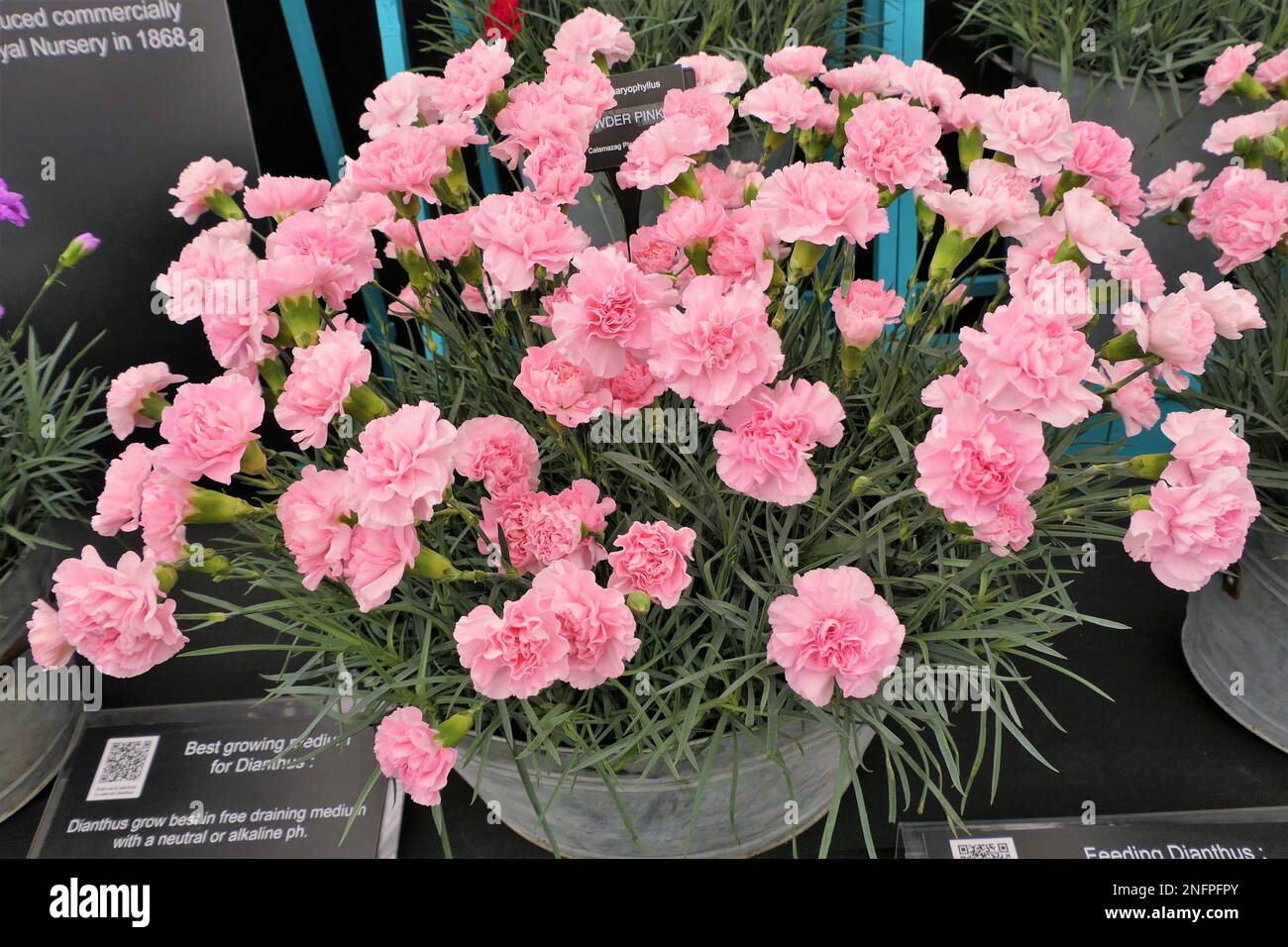 Calamazag plant nursery hi-res stock photography and images - Alamy