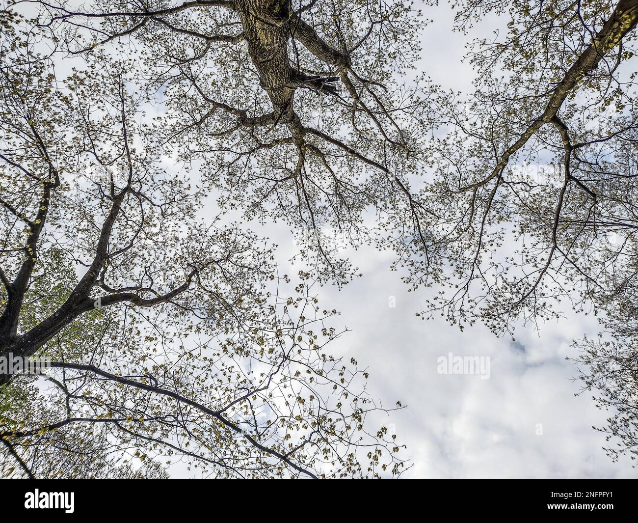 Green trees seen from hi-res stock photography and images - Alamy
