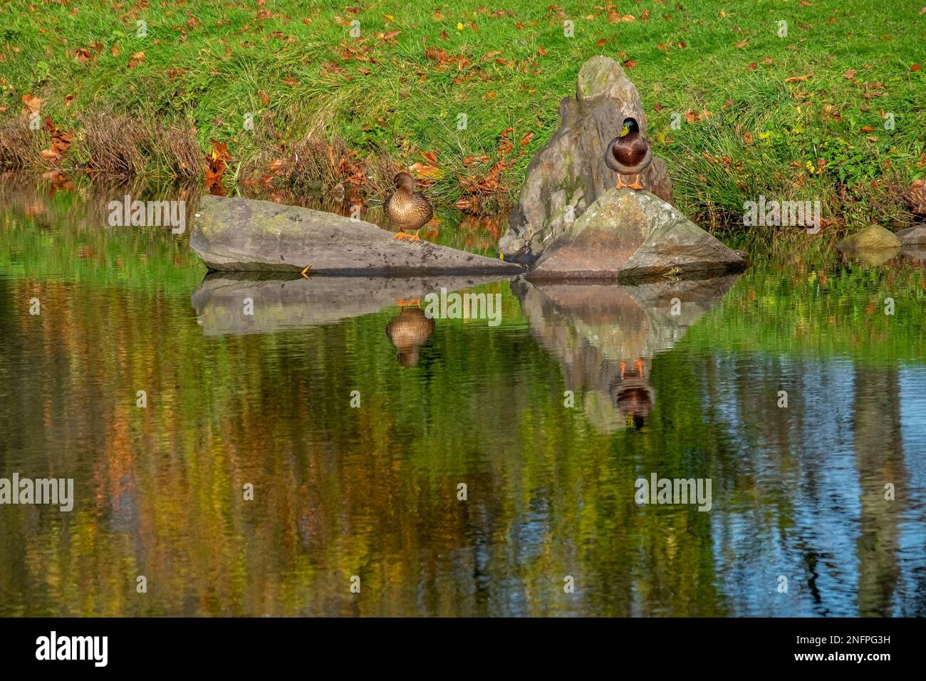 Duck sleeping in sun hi-res stock photography and images - Alamy