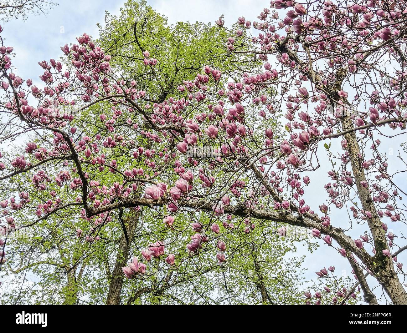 flowering magnolia tree and other green trees on the background - in ...