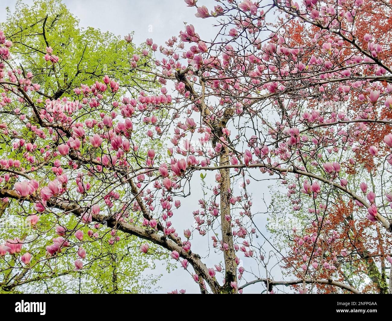 flowering magnolia tree and other green trees on the background - in ...