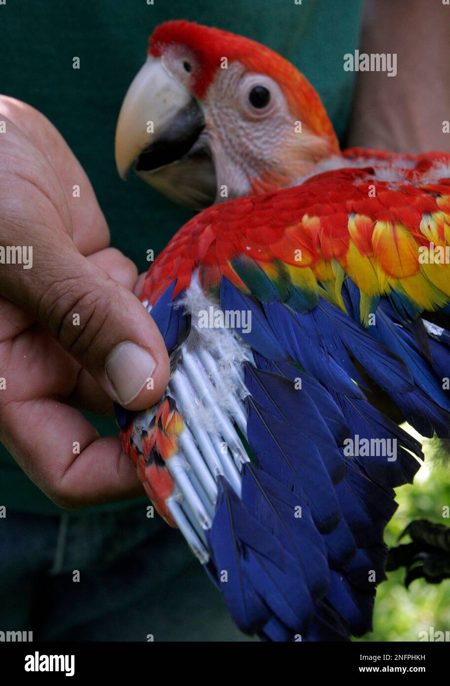 A biologist examines the flight feathers of a six week old scarlet ...