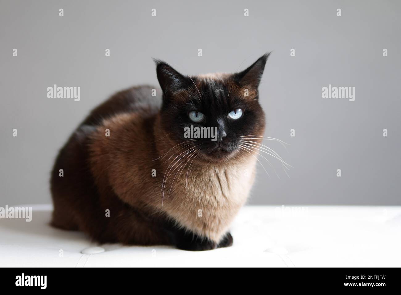 siamese or thai cat - purebred feline pet resting indoors Stock Photo ...