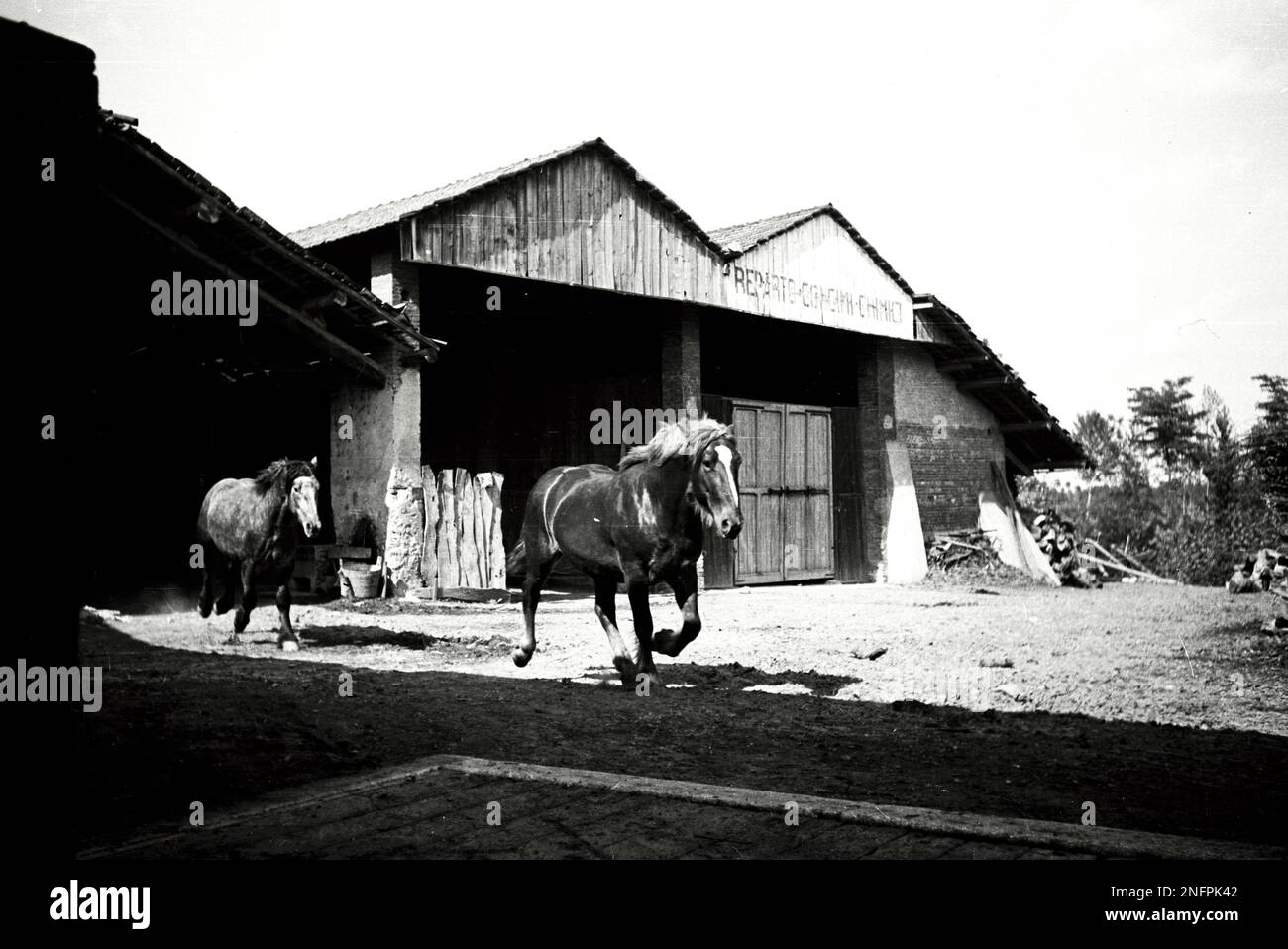 Agricoltura e Allevamento in Lombardia - Cavalli e addestramento (anni ...