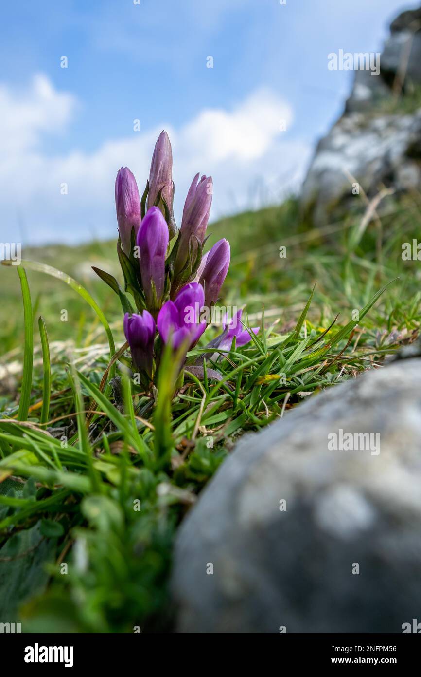 German Gentian (Gentianella germanica) flower growing on Monte Poieto ...