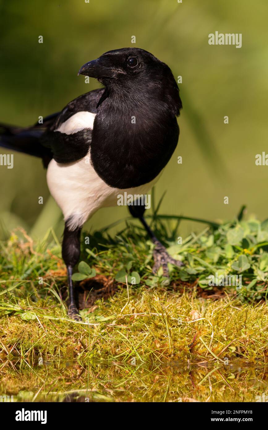Magpie in spring hi-res stock photography and images - Alamy