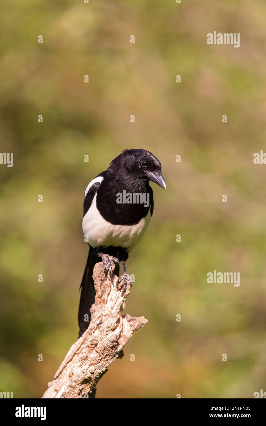 Eurasian magpie (Pica pica) sitting on a branch in spring Stock Photo ...