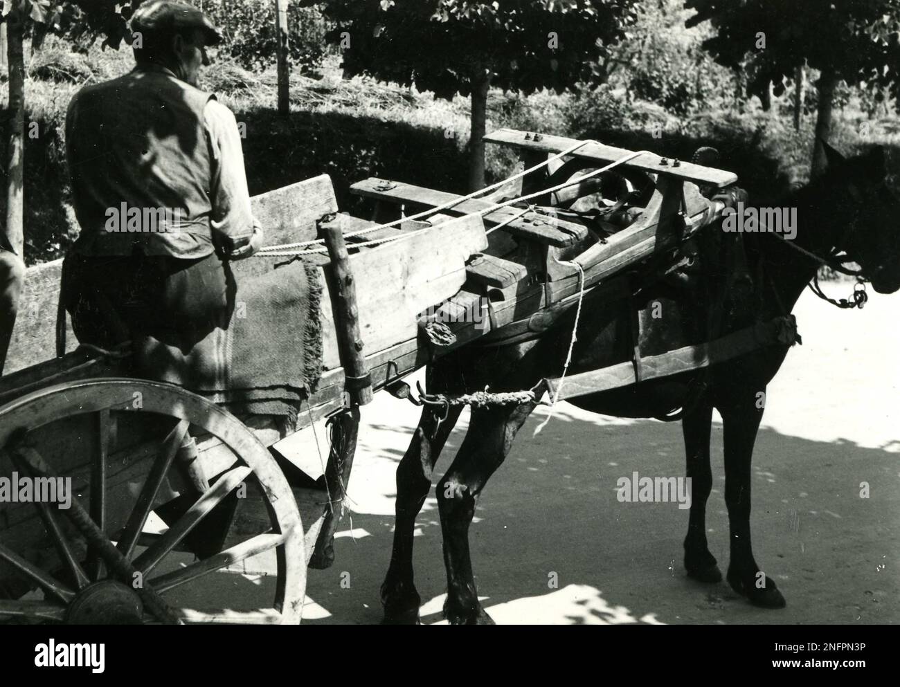Agricoltura e Allevamento - Cavallo al traino (anni 50 Stock Photo - Alamy
