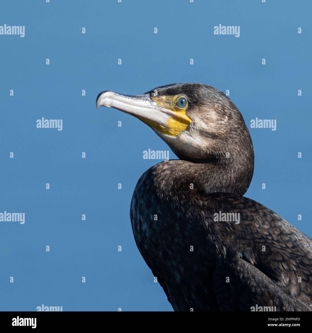 Ckose up of a Common Cormorant showing its yellow markings and green ...