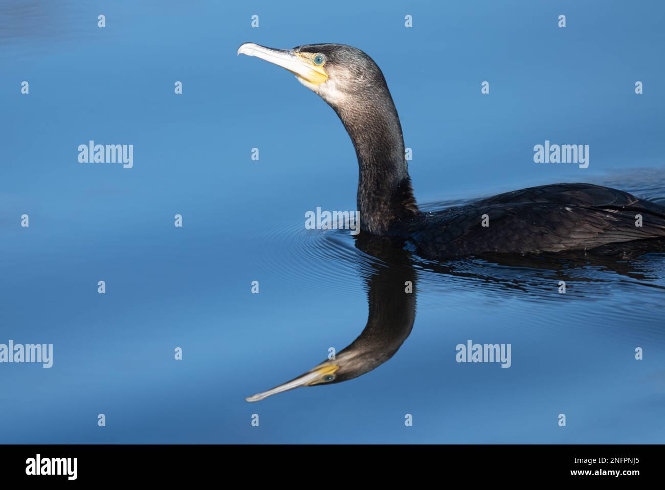Common Cormorant swinning in the Long Water at Home Park, London Stock ...