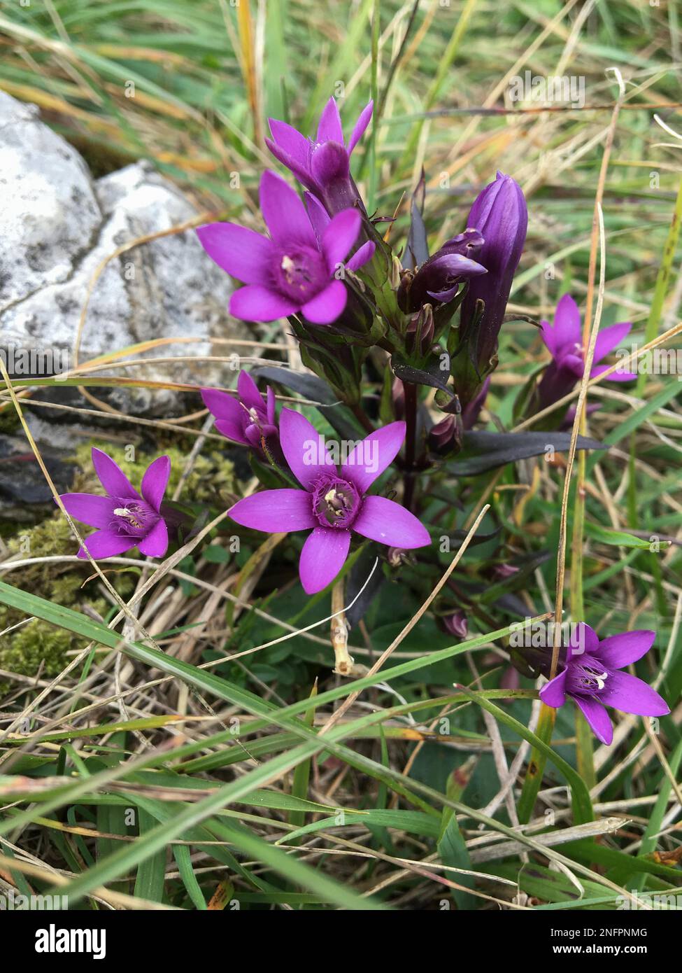 German Gentian (Gentianella germanica) flower growing on Monte Poieto ...