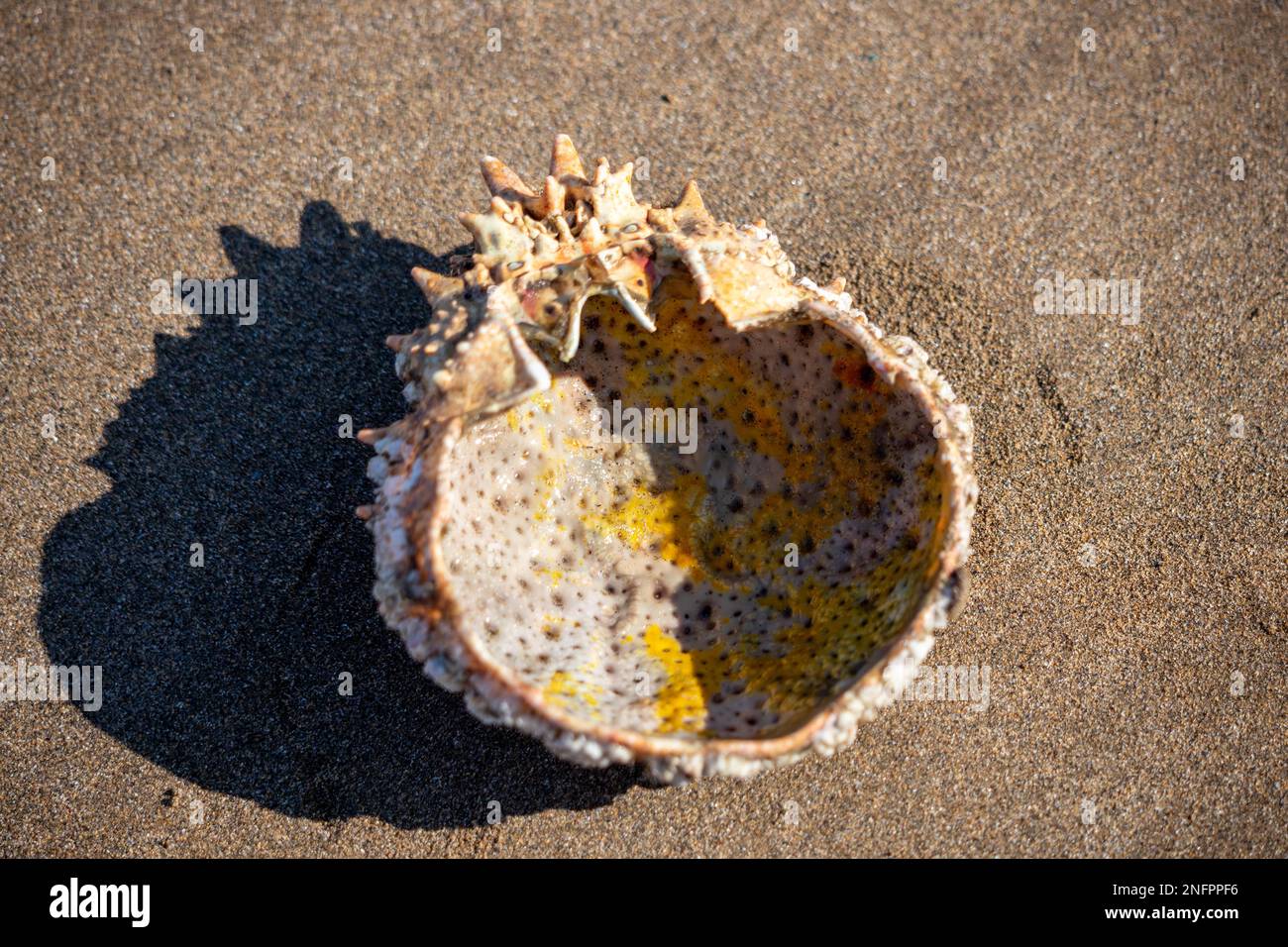 Spider Crab shell on the sand at Broad Haven Stock Photo - Alamy