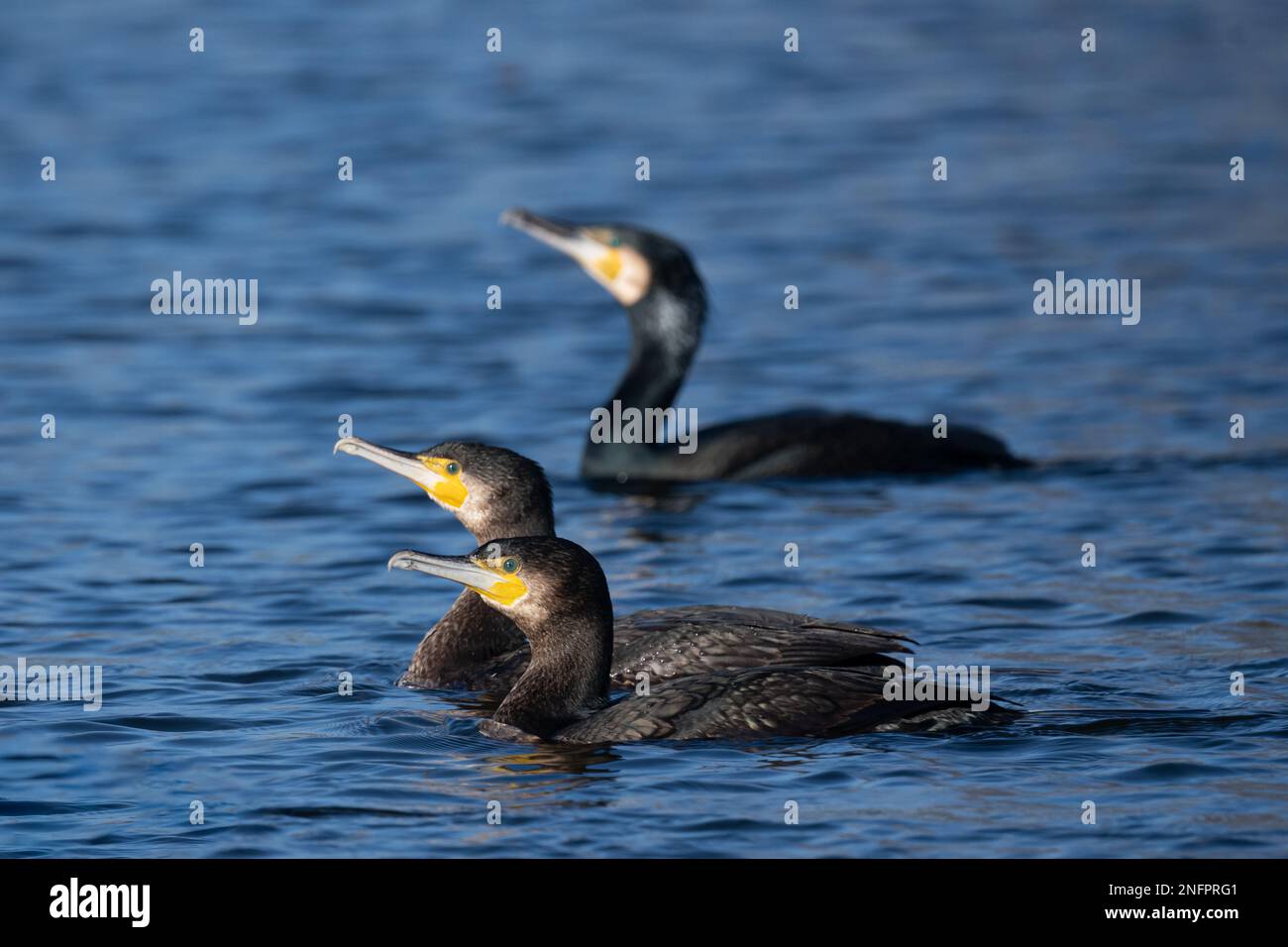 Three common cormorants swinning in the Long Water at Home Park, London ...