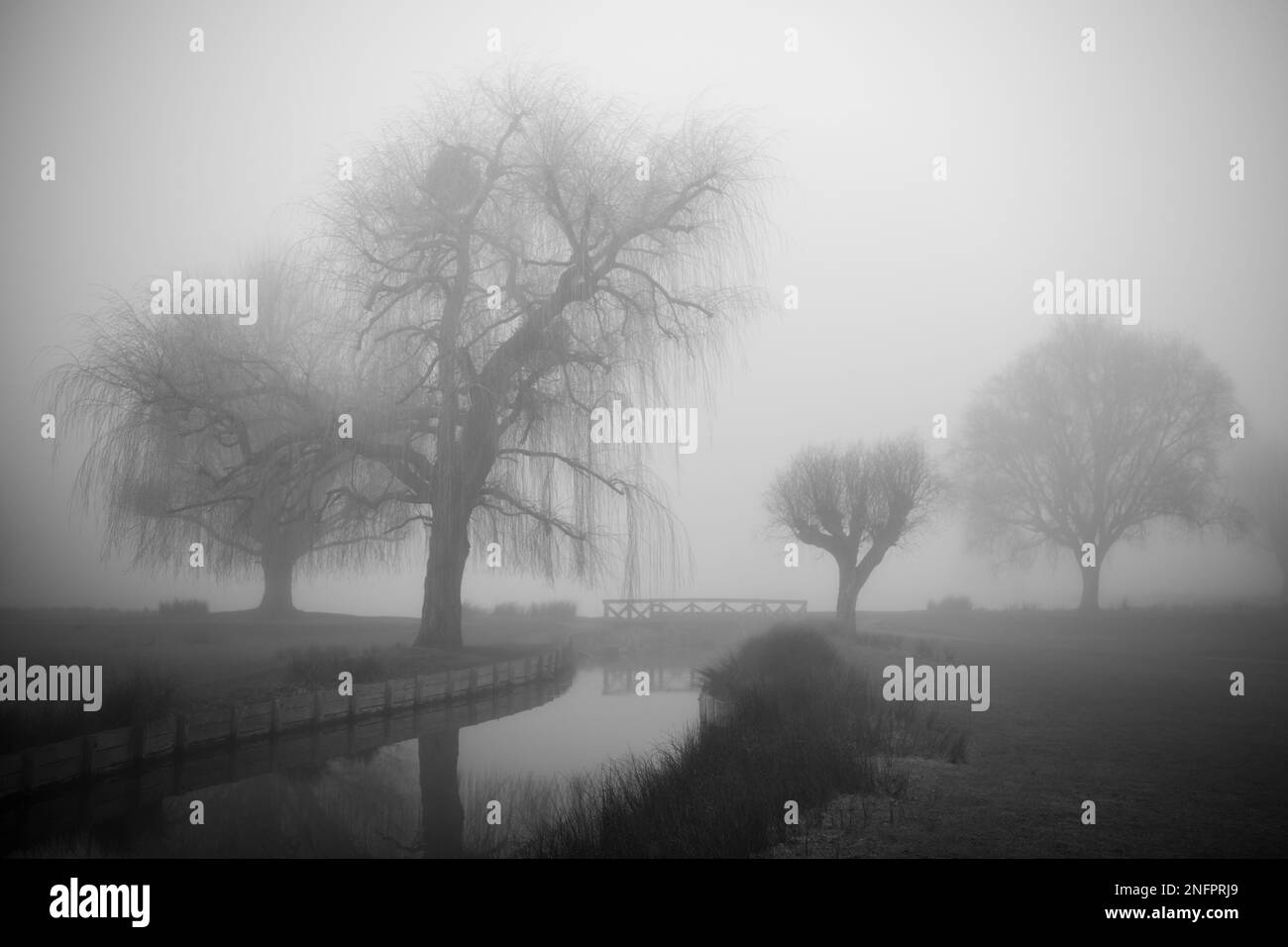 Willow tree on a misty morning in Bushy Park, London Stock Photo - Alamy