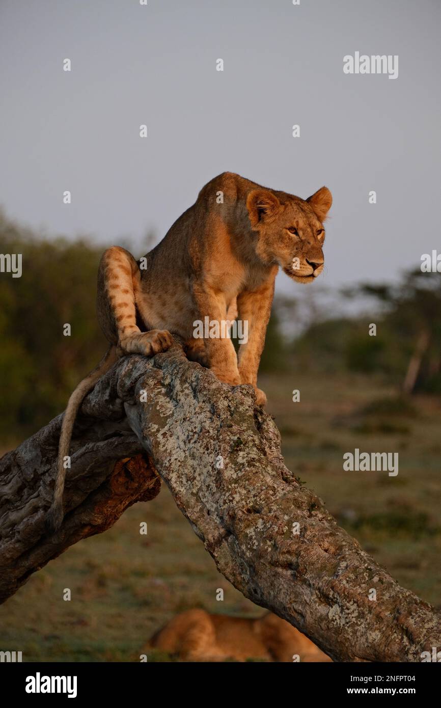 Female lion climbing a tree trunk during sunrise over the Masai Mara ...