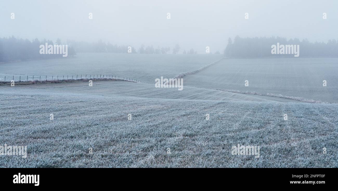 A hazy landscape with frost covered grasses on a field in winter Stock ...
