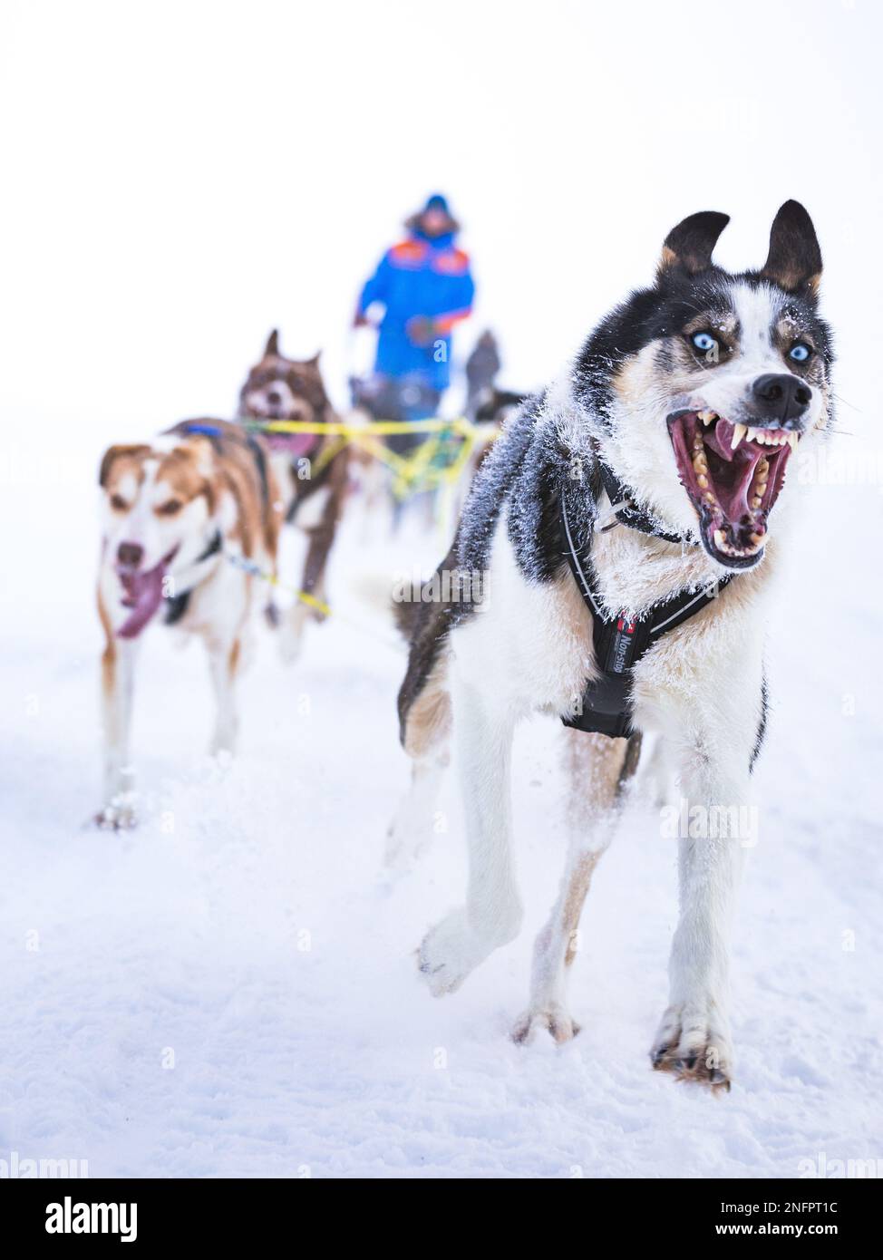 A vertical shot of a pack of sled dogs pulling a sled on a snowy ...