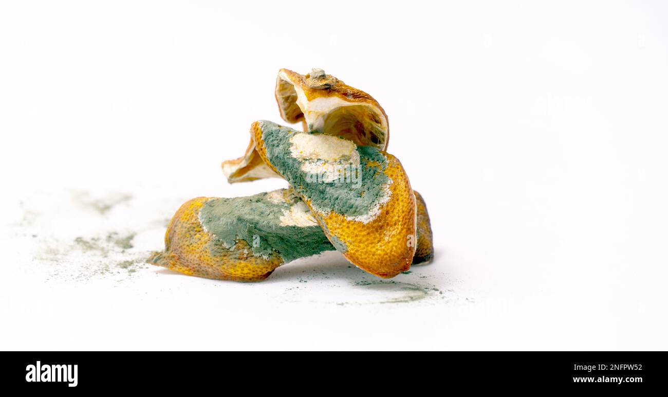 rotten lemon peels dried in mold. On a white background Stock Photo - Alamy