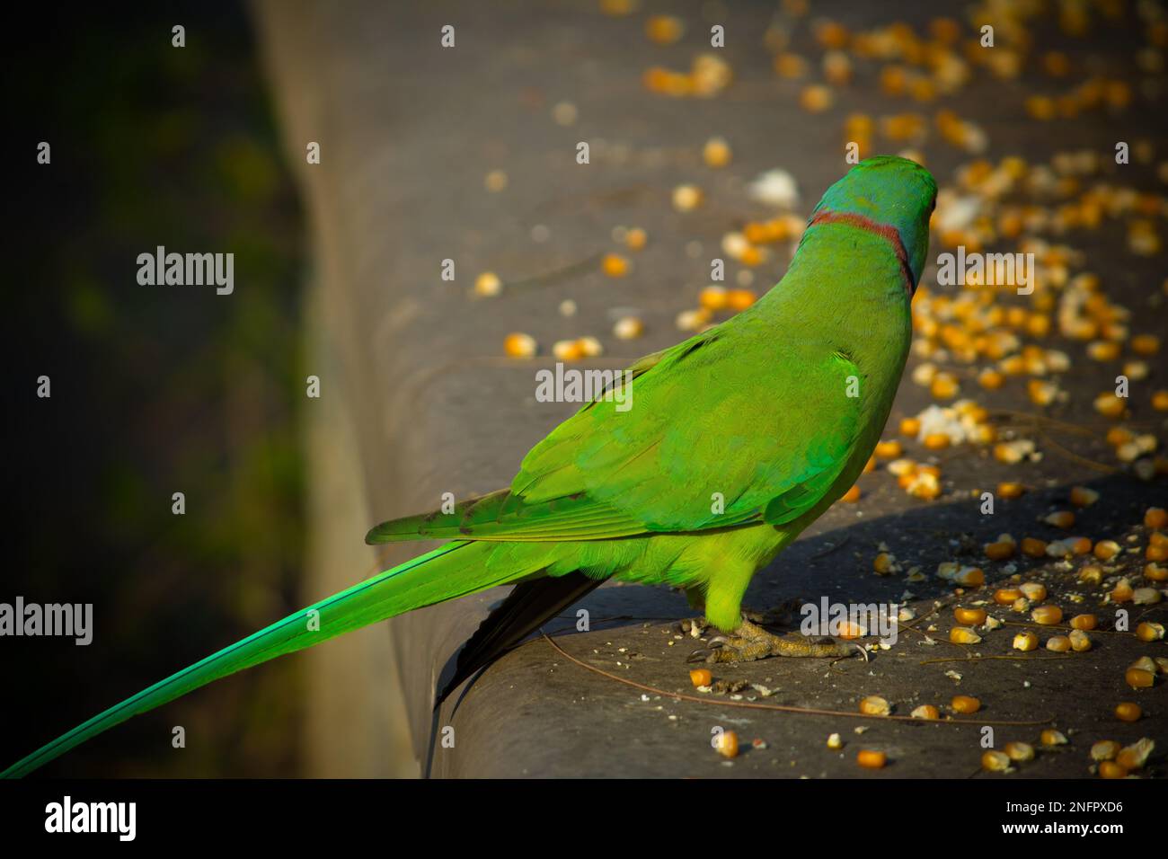 A green Indian ringneck parrot eating corn slices on the ground Stock ...