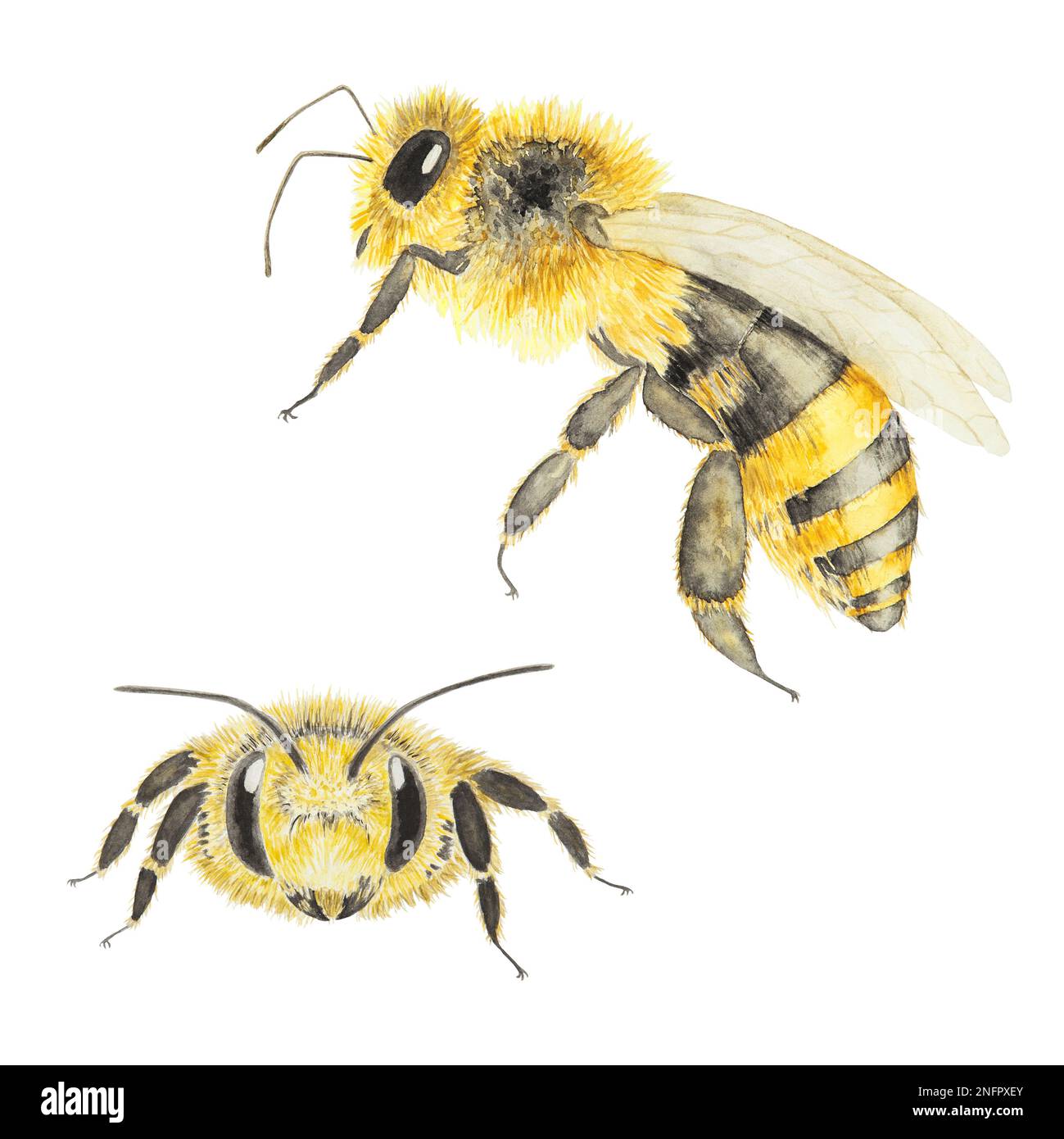 Watercolor hand drawn bee isolated on white background Stock Photo - Alamy