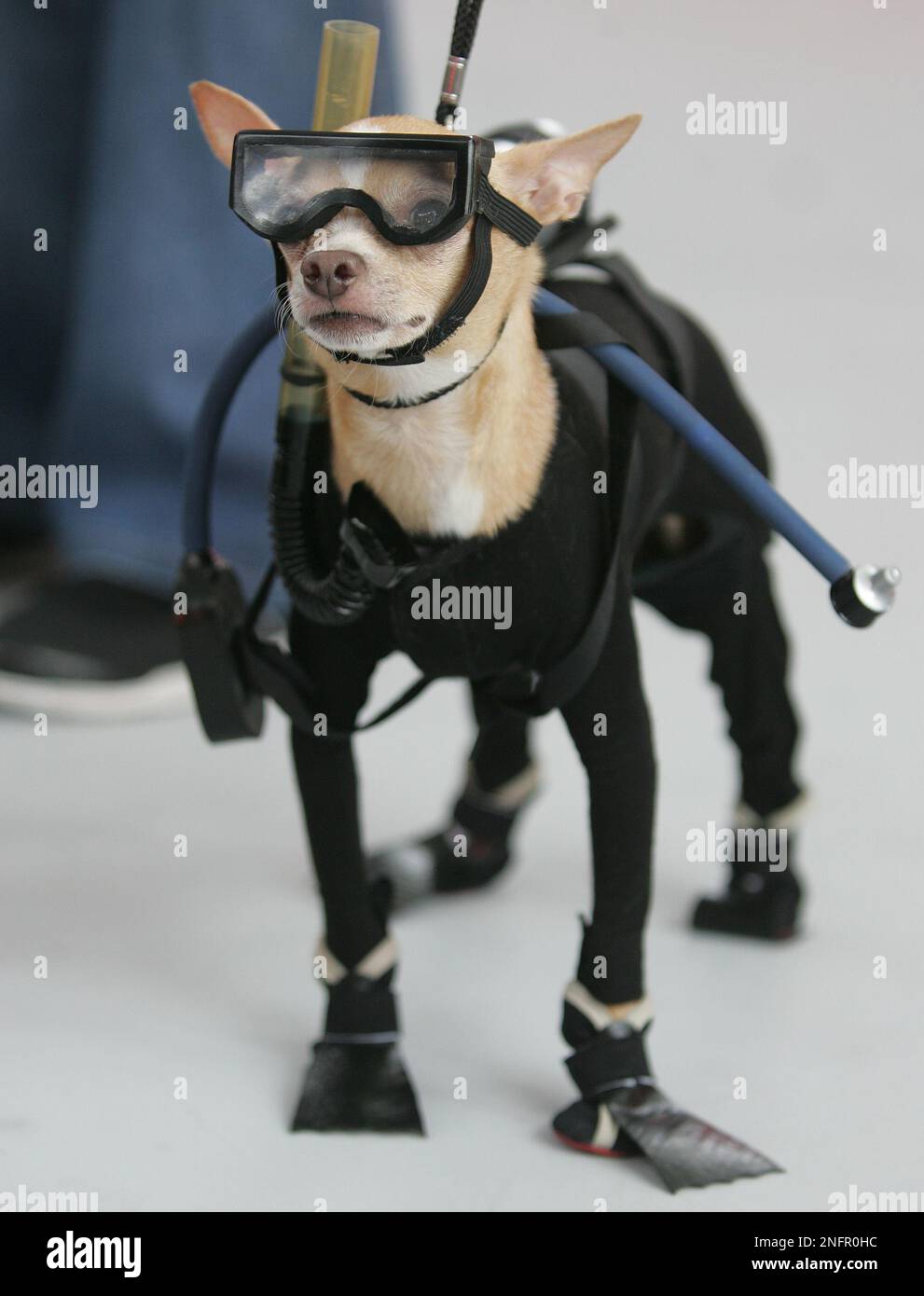 Mondex, a 5-year-old Chihuahua, during a dog show at a mall in suburban ...