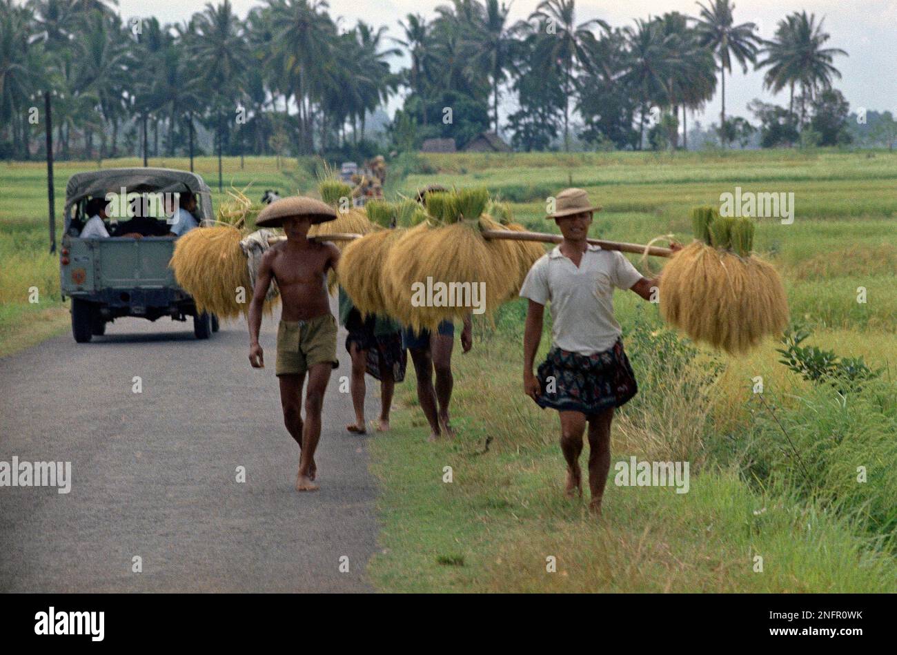 Balinese men carry heavy bundles of rice in Indonesia, June 1966. (AP ...
