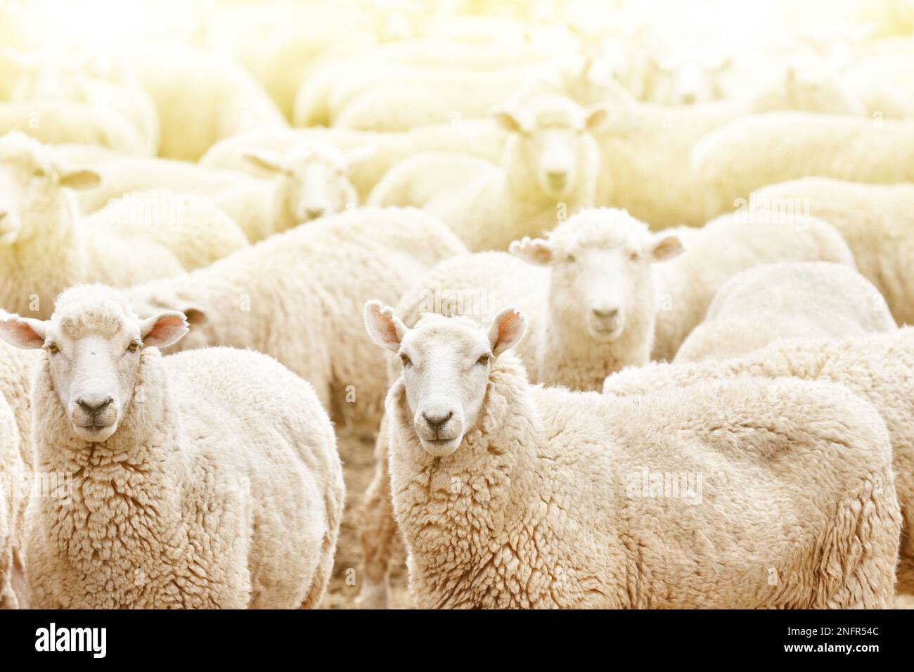 Livestock farm, flock of sheep Stock Photo - Alamy