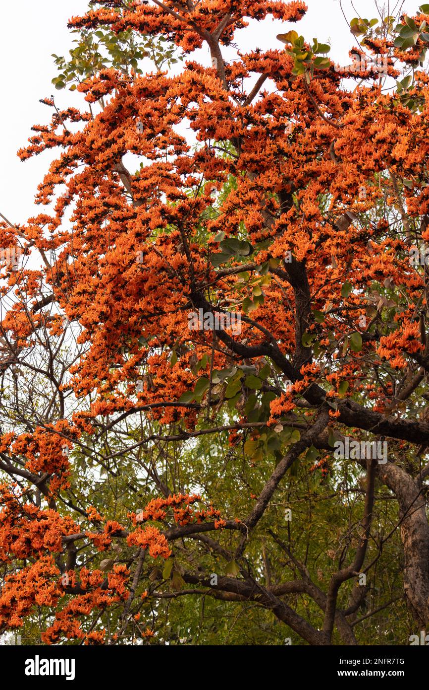 Blooming colorful palash flower in a tree in spring season just before ...