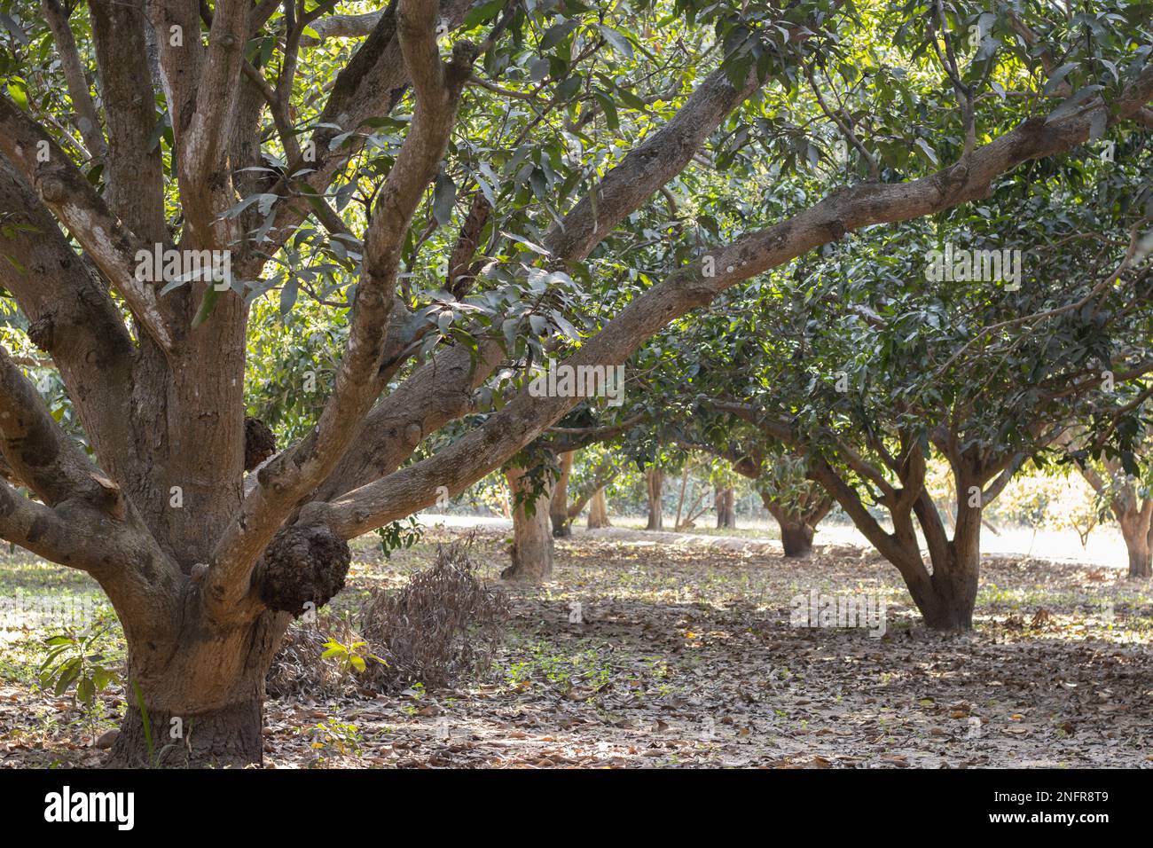 Rows of mango tree plants in a garden Stock Photo - Alamy