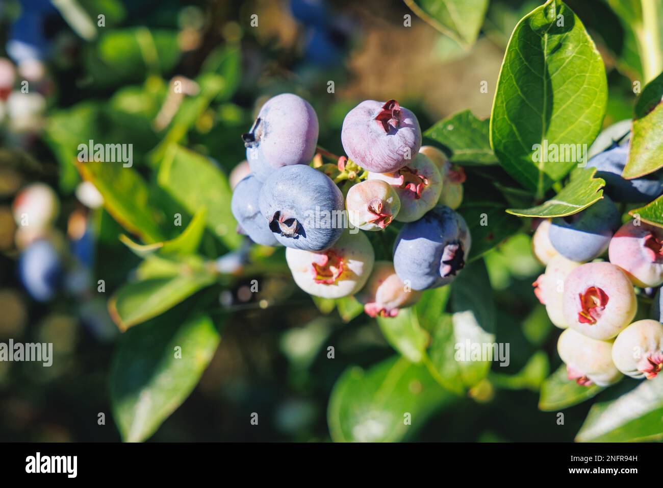 Blueberry plantation hi-res stock photography and images - Alamy