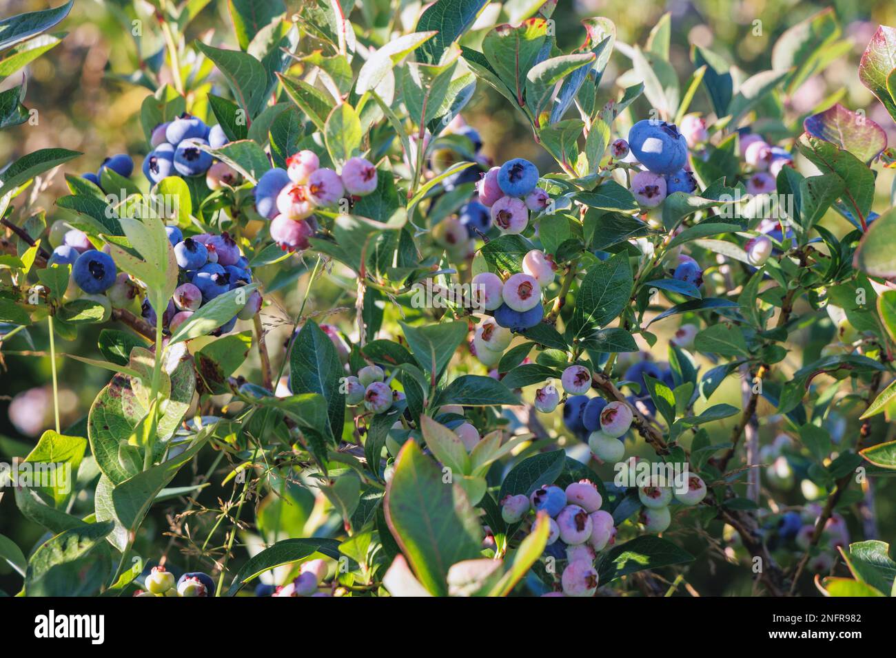 Blueberry bush on a plantation in Mazowsze region of Poland Stock Photo ...