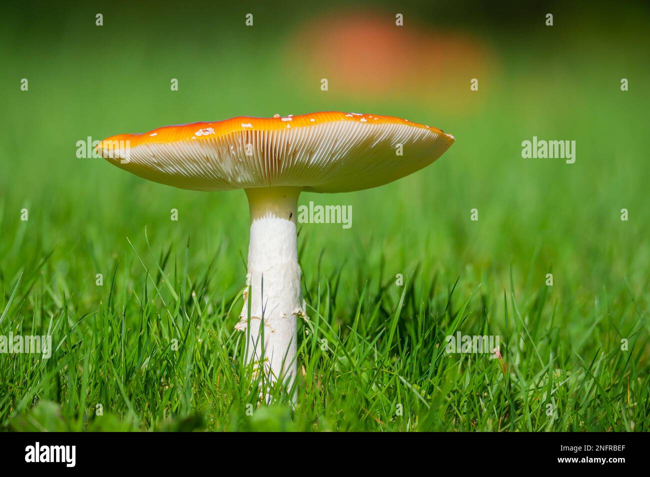 Fly Agaric toadstool showing its gills Stock Photo - Alamy