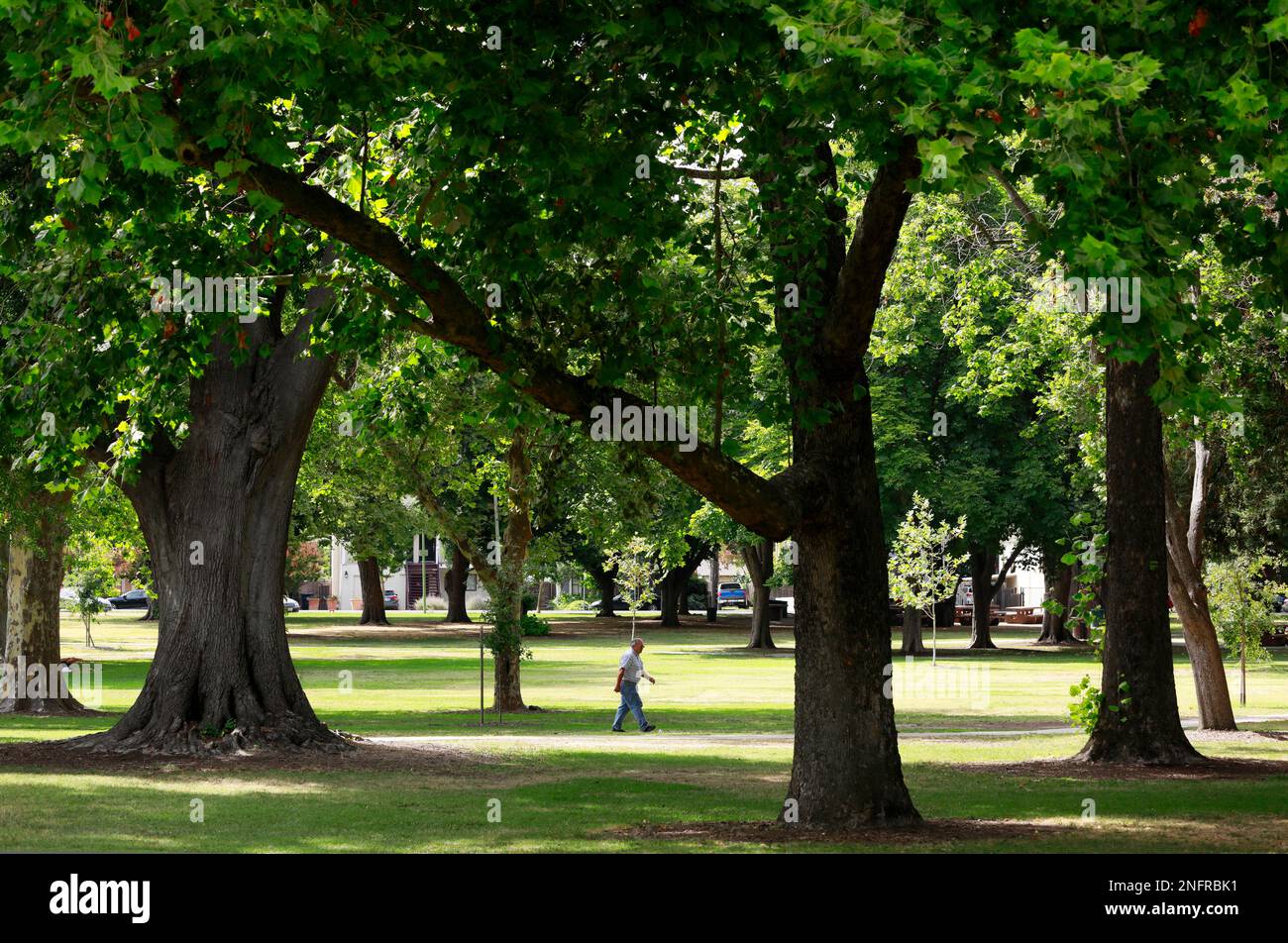 Trees fills Southside Park in downtown Sacramento, Ca., on Mon. August ...