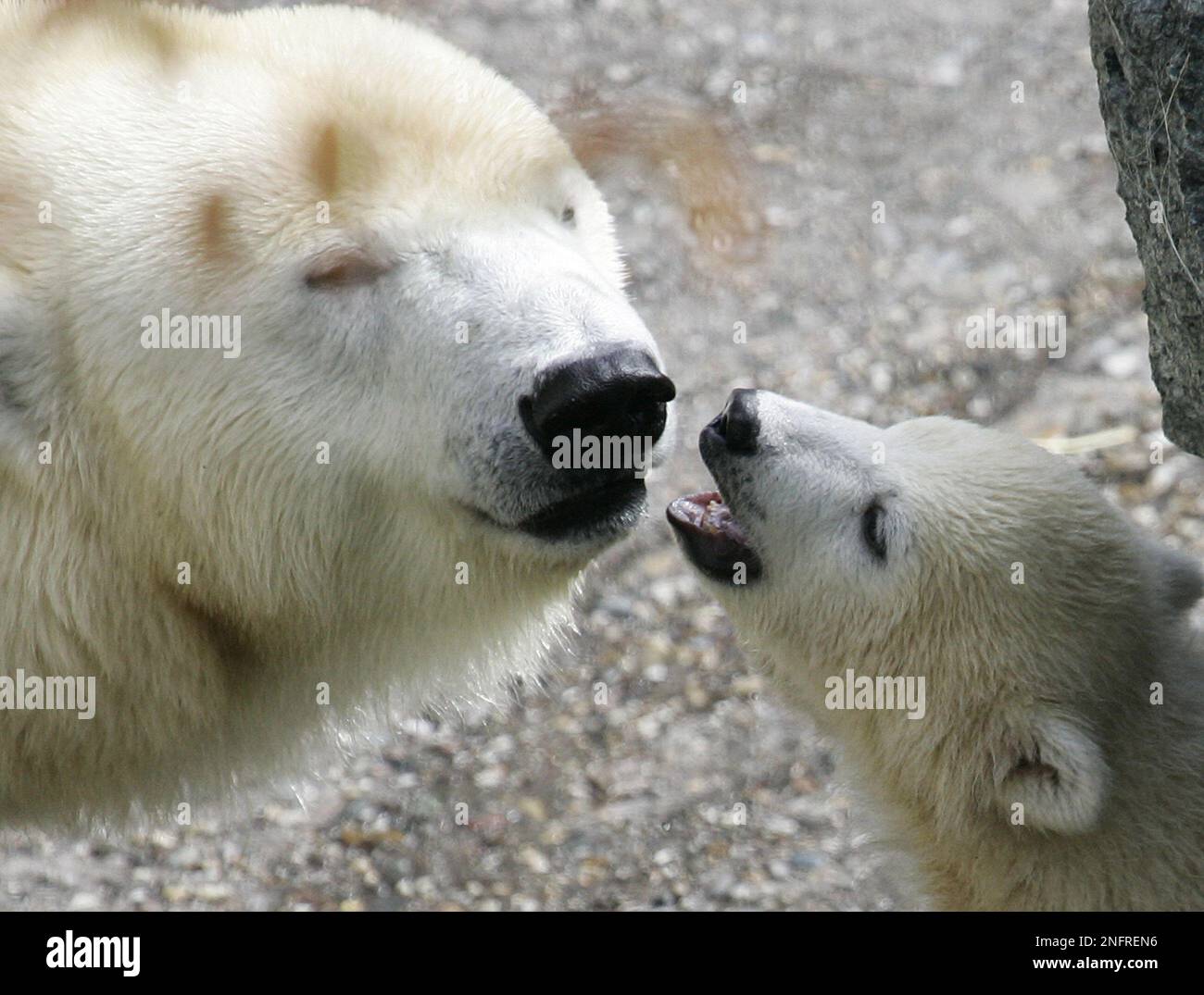 Polar bear cub "Wilbaer" right, plays with his mother "Corinna" in the ...