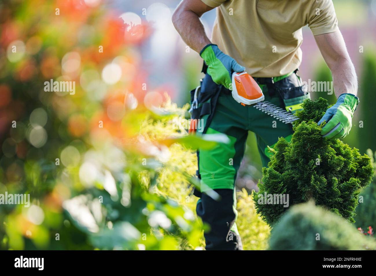 Closeup of Professional Caucasian Gardener Trimming the Evergreen ...