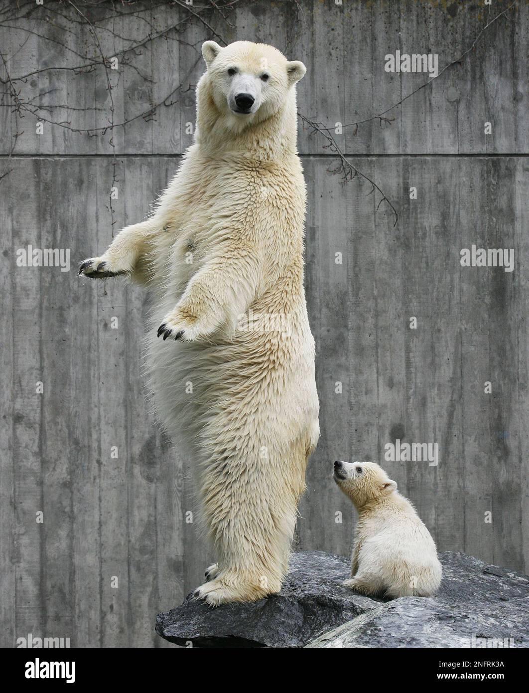 Polar bear cub "Wilbaer", right, plays in the outdoor enclosure at the ...