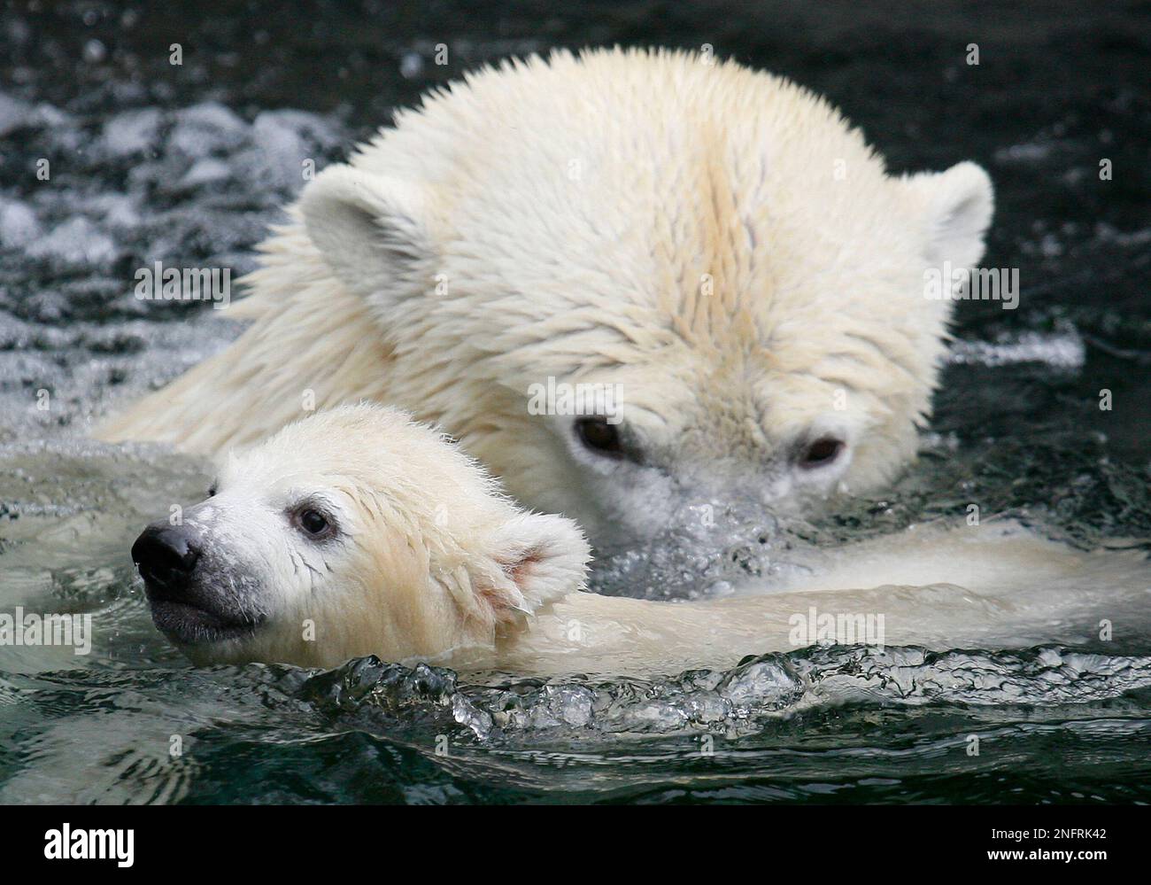 Polar bear cub "Wilbaer", foreground, plays in the water in the outdoor ...