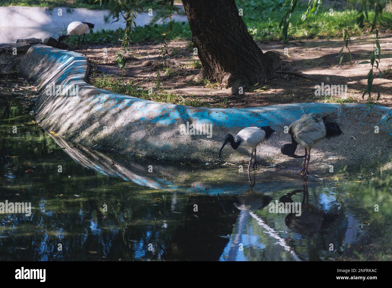 African garden birds hi-res stock photography and images - Alamy