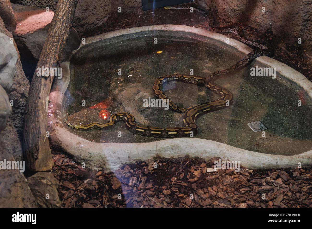 Reticulated python - Malayopython reticulatus in Silesian Zoological ...