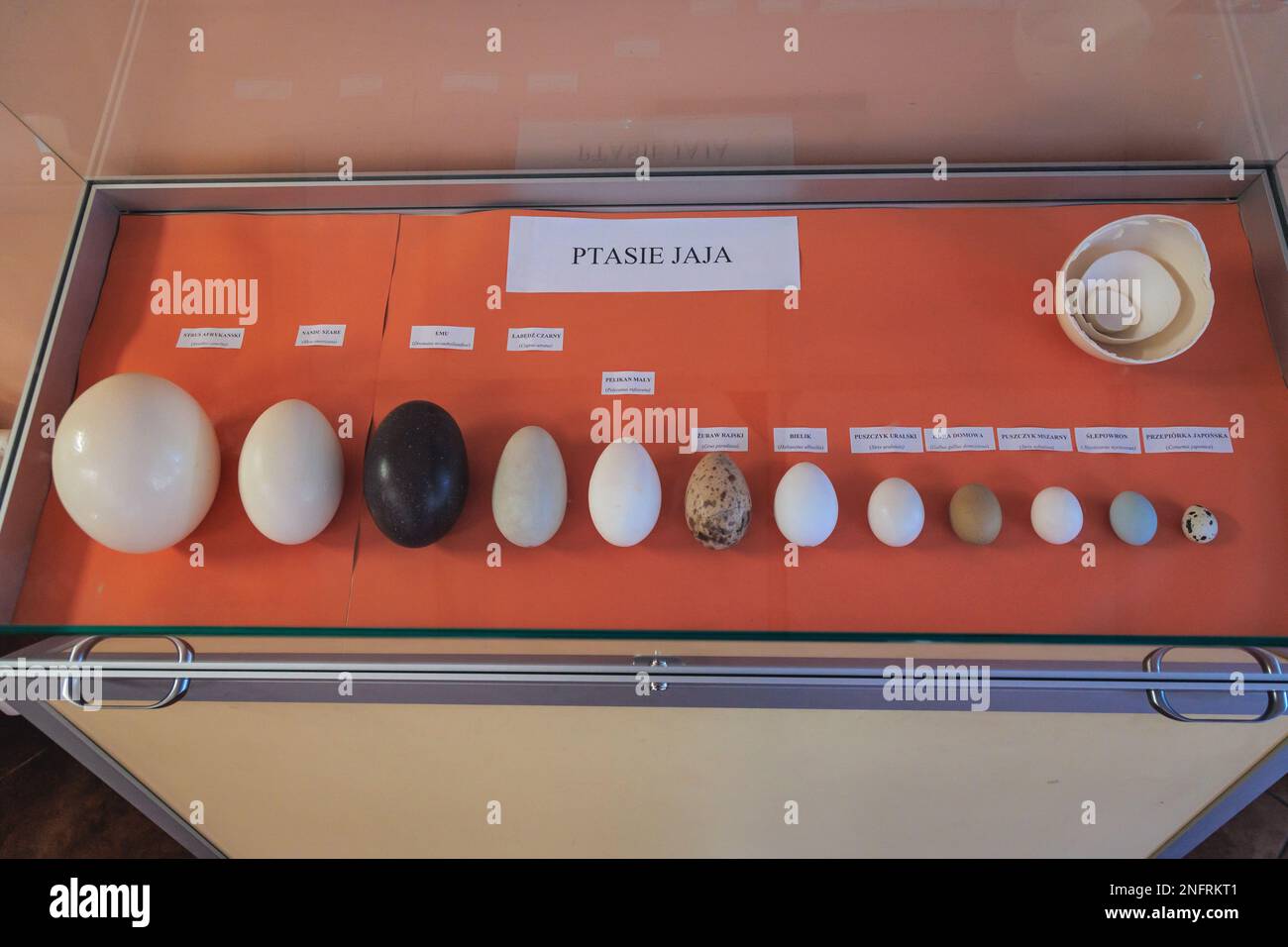 Examples of birds eggs in Silesian Zoological Garden in Chorzow city ...