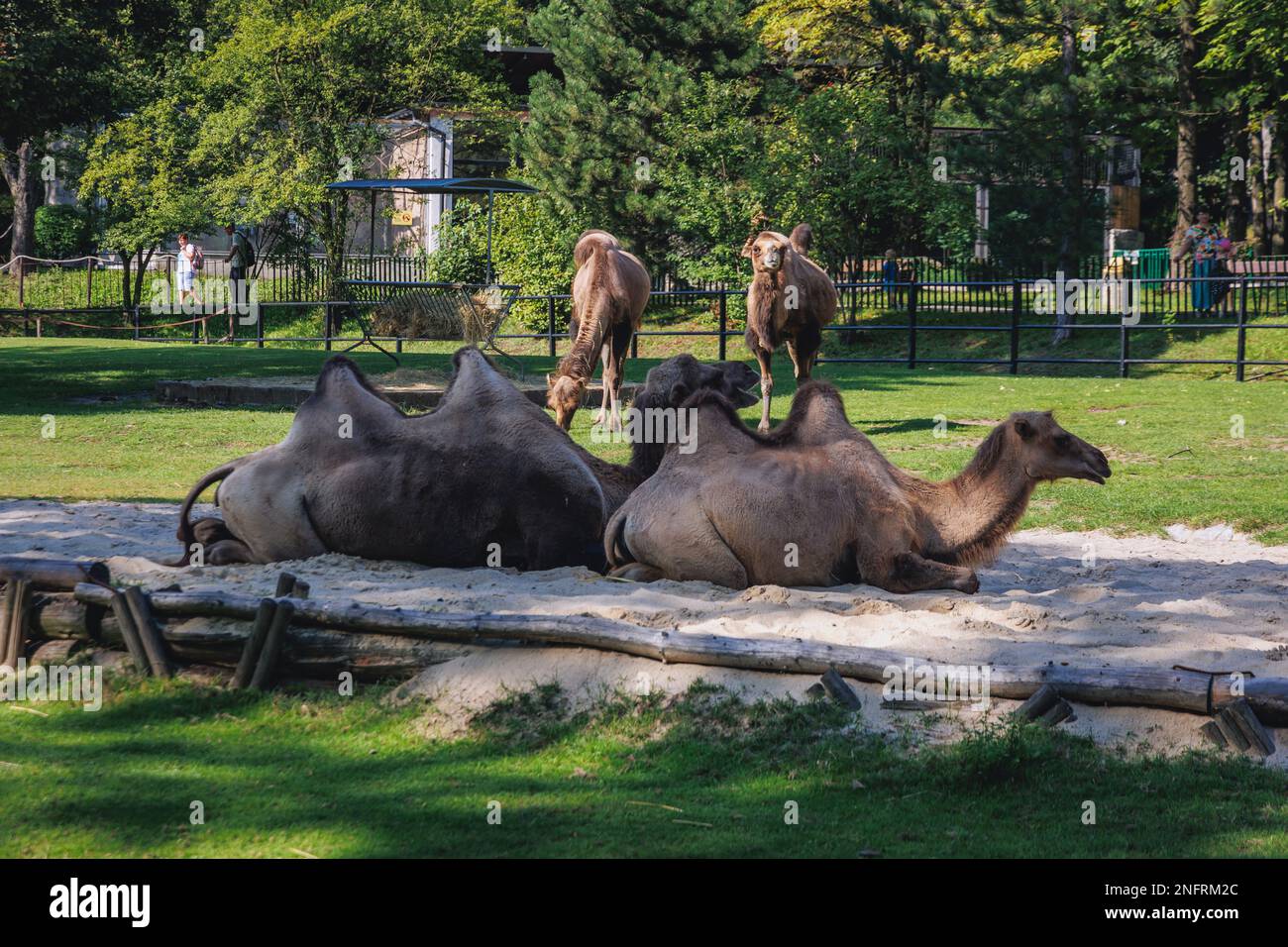 Wild Bactrian camels in Silesian Zoological Garden in Chorzow city ...