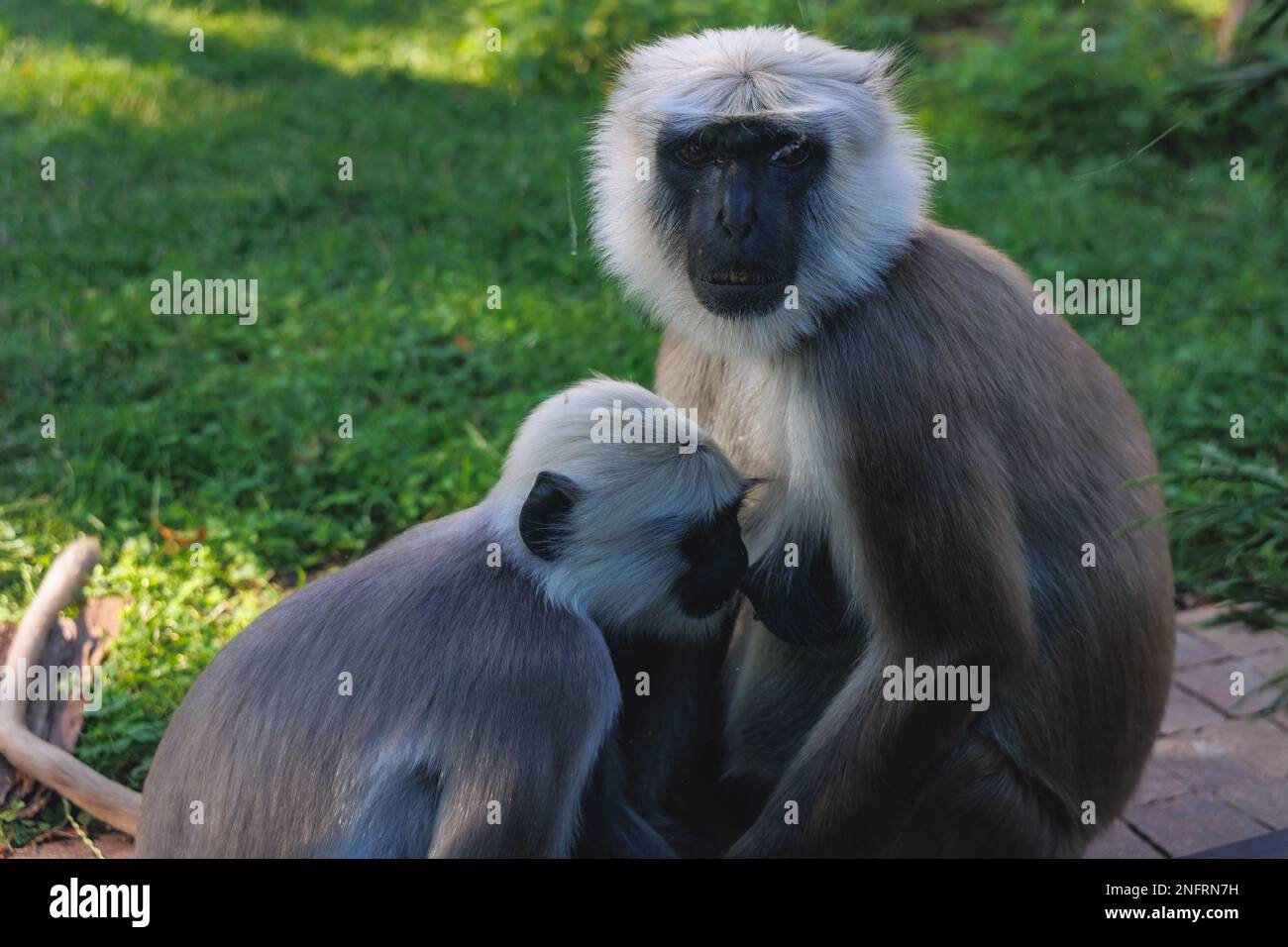 Northern plains gray langurs - Semnopithecus entellus in Silesian ...