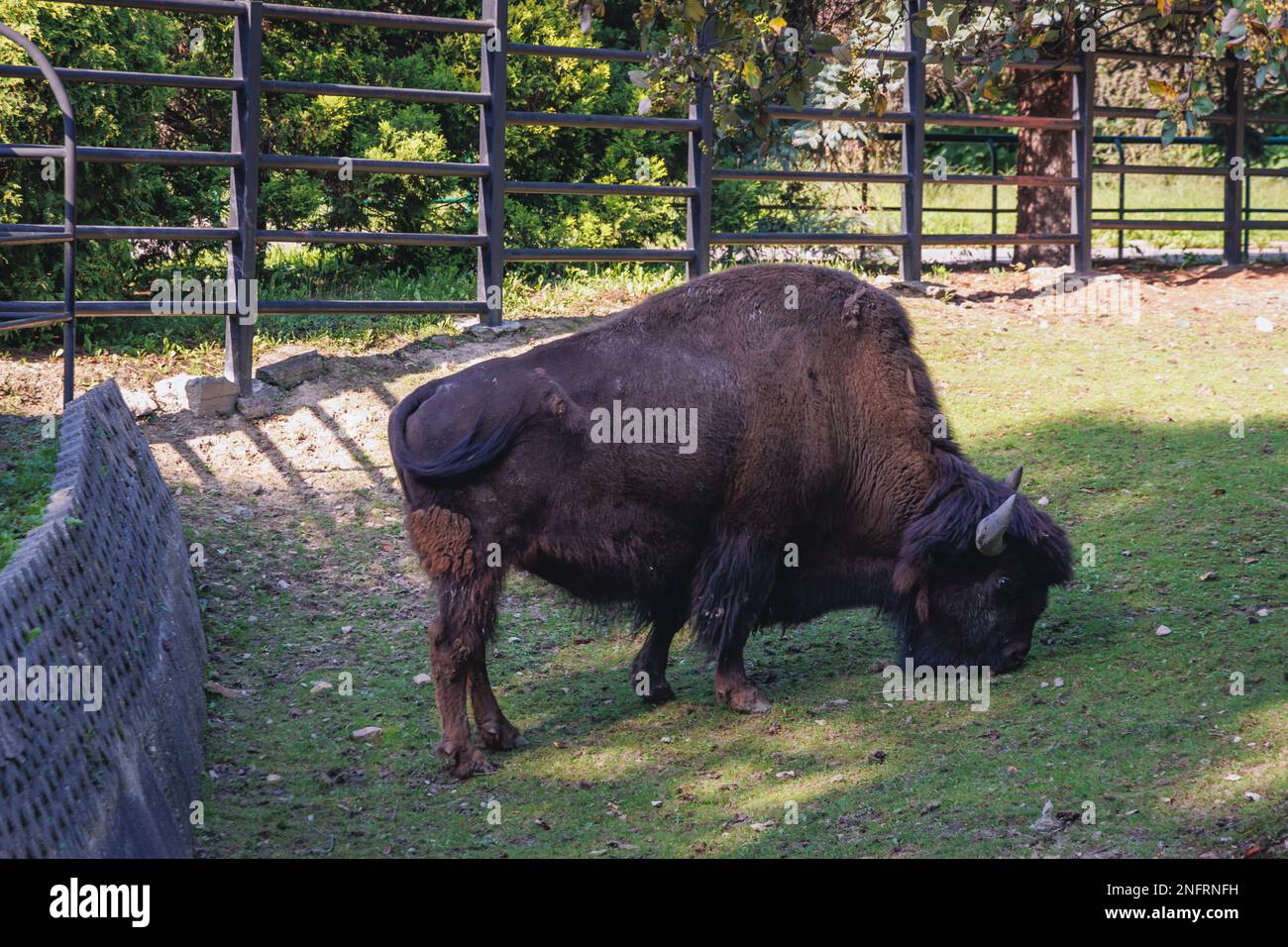 Wood bison - Bison bison athabascae in Silesian Zoological Garden in ...